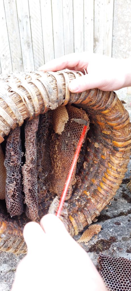 Restoring Old Skeps For Beekeeping With Poop – Barefoot Bees