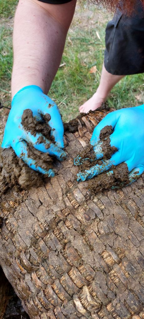 Restoring Old Skeps For Beekeeping With Poop – Barefoot Bees