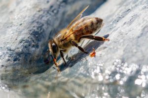 Are Bees Actually Fish? – A California Court Brings Clarity – Barefoot Bees