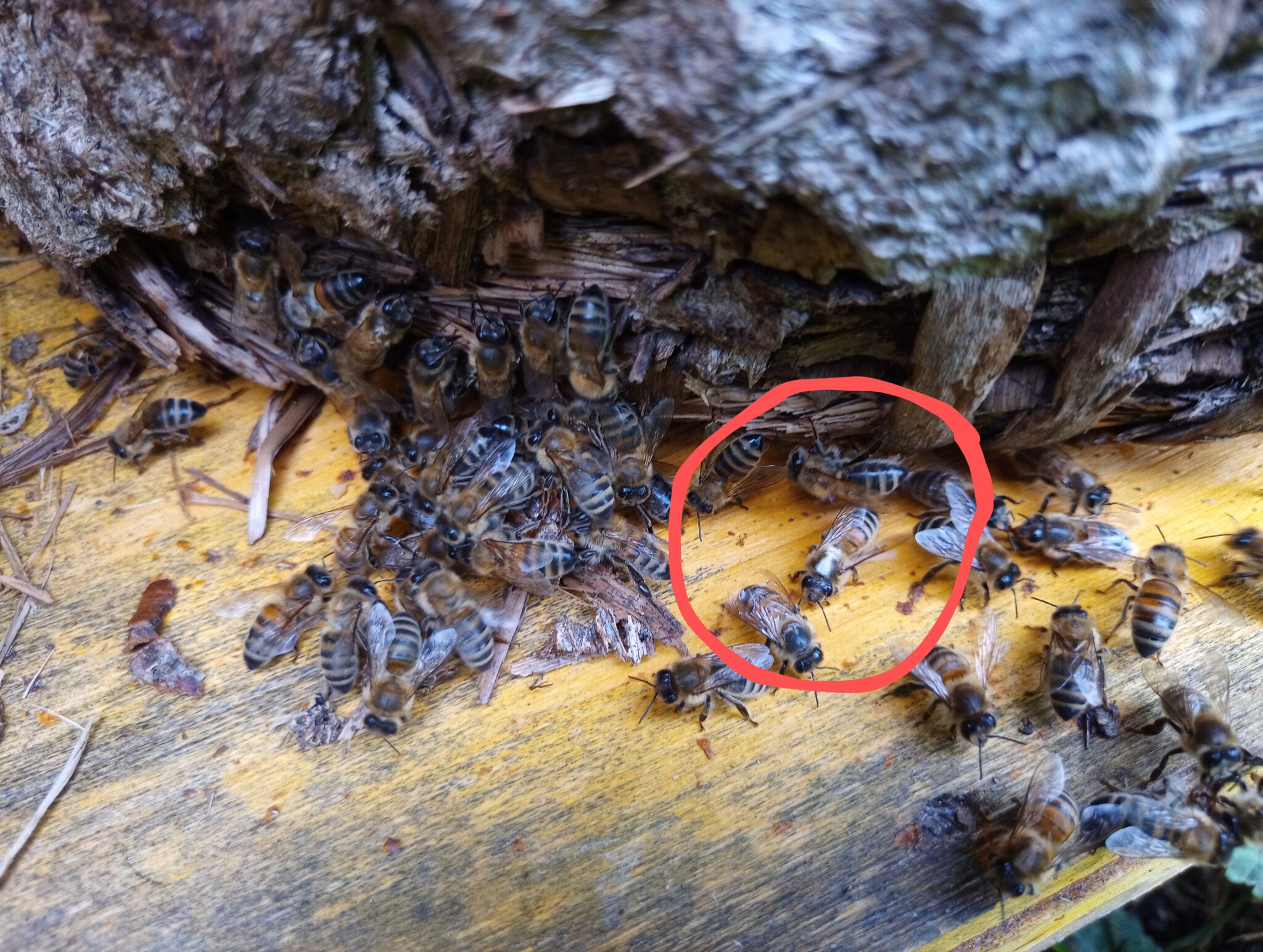 Ghost Bees – Barefoot Bees